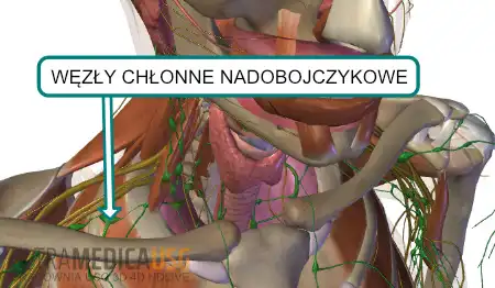 USG W z w Ch onnych Krak w ULTRAMEDICA